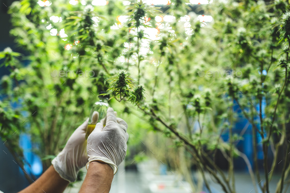 marijuana or ganja plant leaf growth in farm, agriculture crop ...