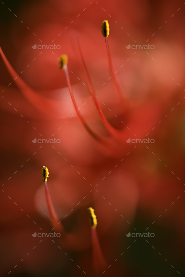 Lycoris radiata, red spider, red magic, hurricane lily, equinox flower ...