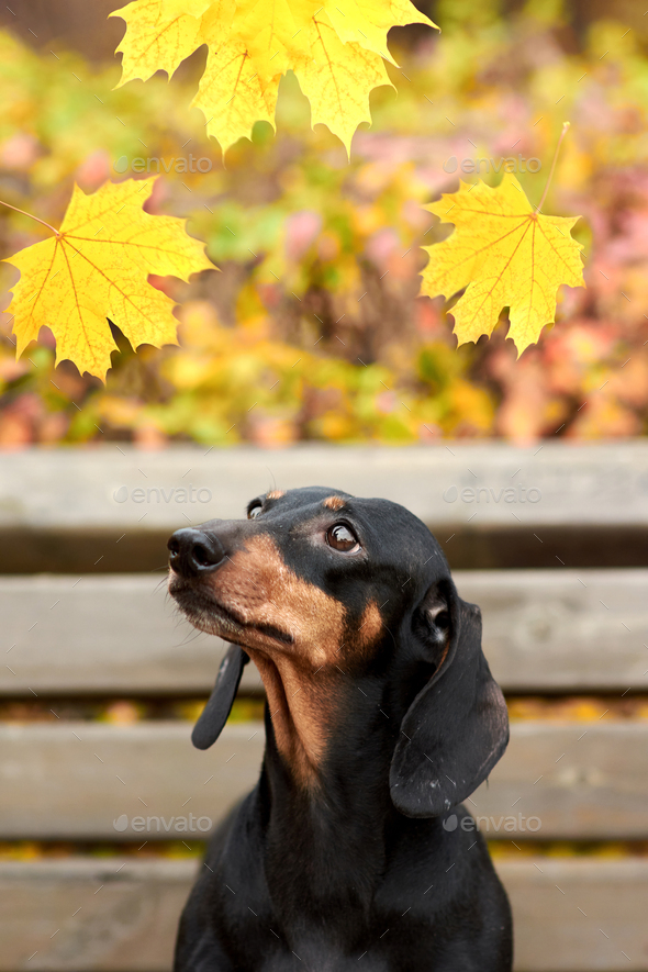 human hands hold an autumn maple leaf near a Dachshund dog Stock Photo ...