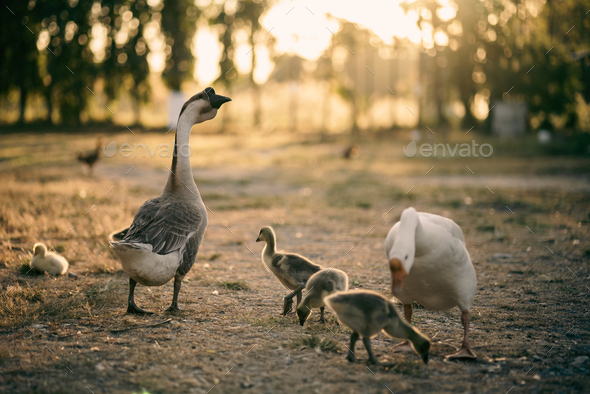 animal farm concept, flock of goose living in nature field of bird ...