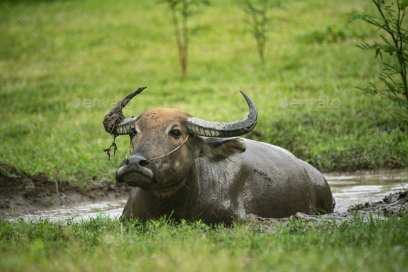 Portrait of wild buffalo with horns sitting in swamp water pond with ...
