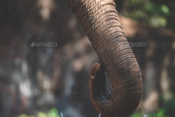 wild animal mammal elephant with trunk towards upside elevated walking ...
