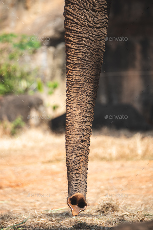 wild animal mammal elephant with trunk towards upside elevated walking ...