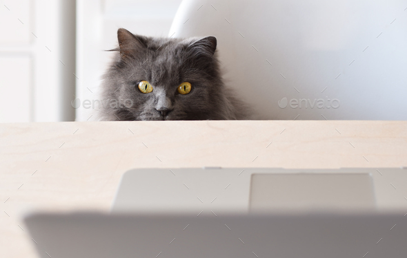 Cat peaking from under desk at laptop computer screen Stock Photo by ...