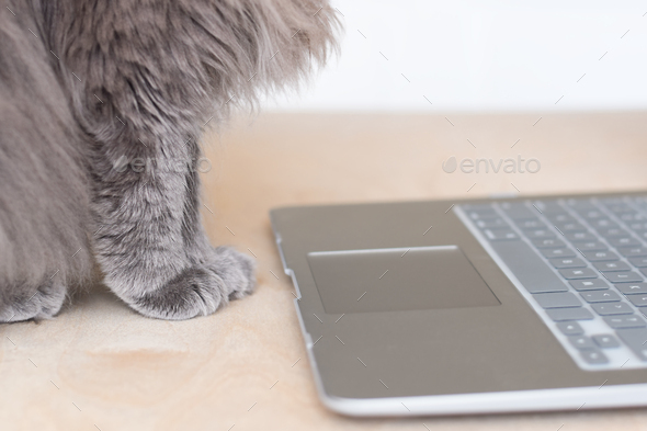 Cat paws in front of laptop computer keyboard Stock Photo by JulieAlexK