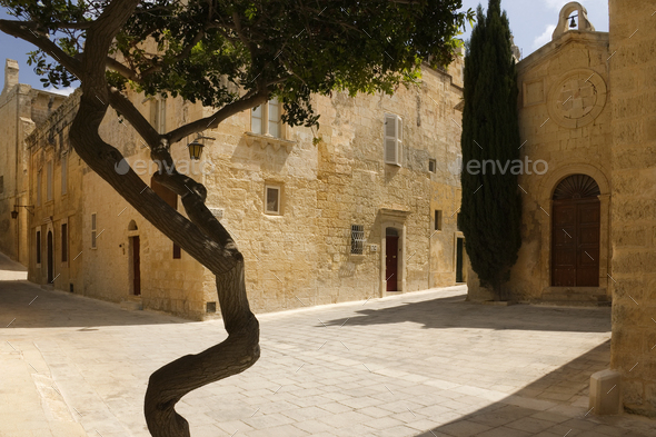 Old olive tree in the medieval streets of Mdina - Malta Stock Photo by ...