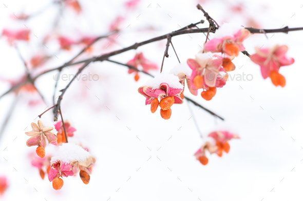 Spindle tree seed pods with first snow Stock Photo by JulieAlexK ...