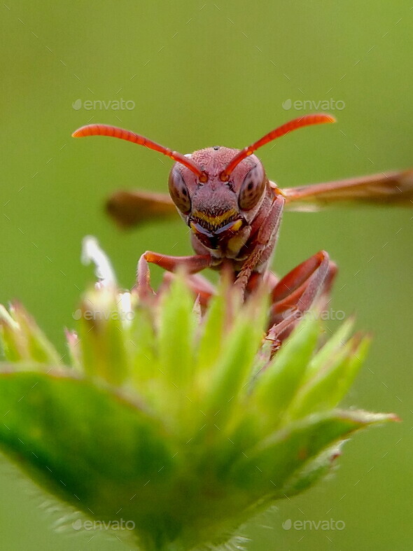 The Polistinae is a subfamily of eusocial wasps belonging to the family ...