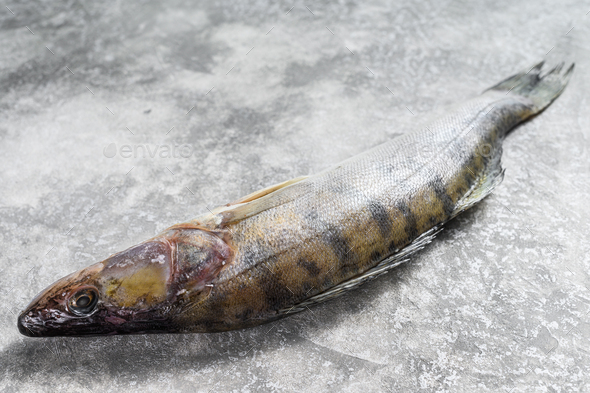 Raw zander, walleye fish. Gray background. Top view Stock Photo by ...