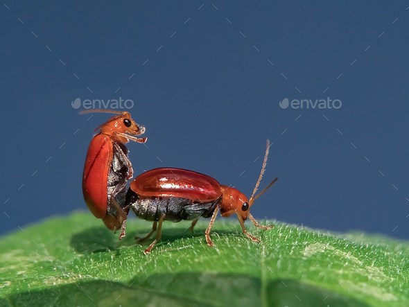 Aulacophora indica mating Stock Photo by gallery_arief | PhotoDune