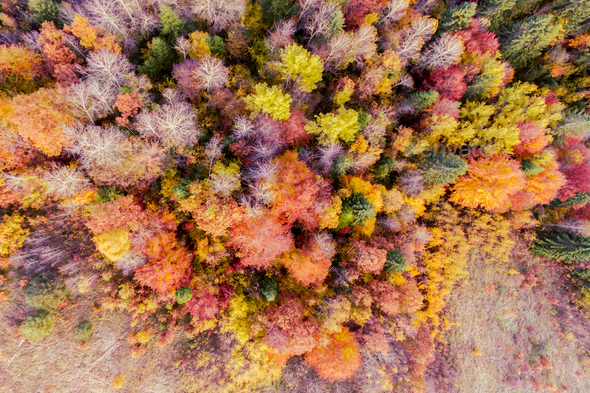 Autumn trees, bird's eye view Stock Photo by Pasanheco | PhotoDune