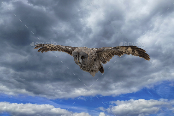 Owl flies in sky. Against backdrop of gloomy gray skies. Front view ...