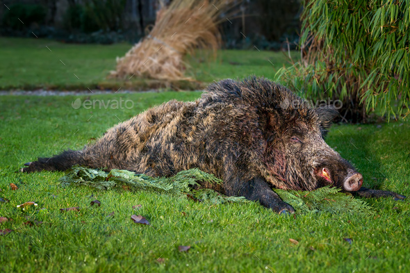 Dead wild Boar Stock Photo by Lightboxx | PhotoDune