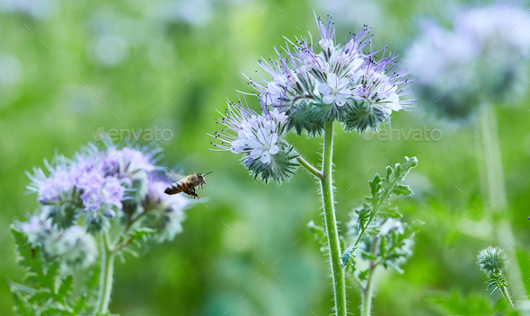 Phacelia tanacetifolia plant . Macro of a honey bee. Stock Photo by ...