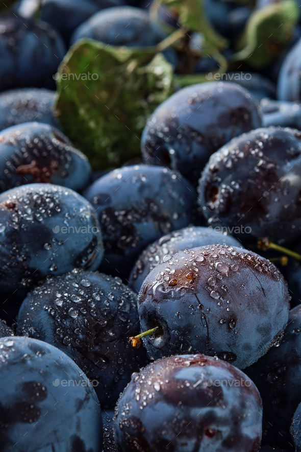 Vertical background of fresh organic plums in water drops, close-up ...