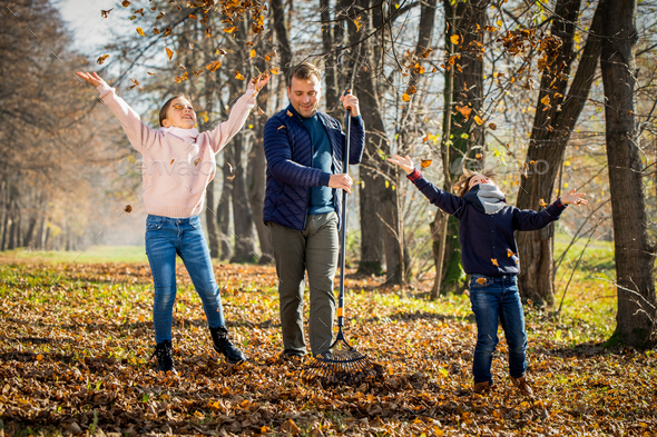 Father raking autumn leaves while his children playing and jumping ...