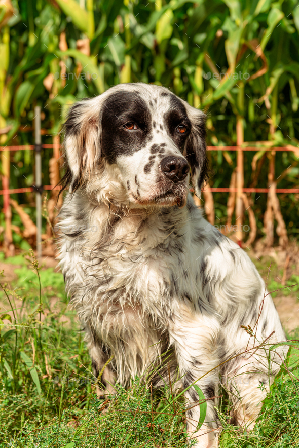 nice and friendly purebred dog Stock Photo by Meniphoto | PhotoDune