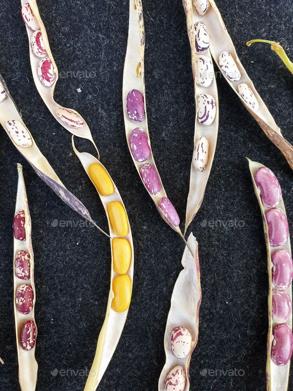 High angle shot of opened kidney beans pod, Group of opened colorful ...