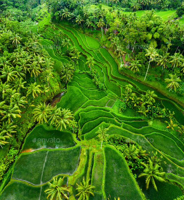 Aerial view of rice terraces. Landscape with drone. Agricultural ...
