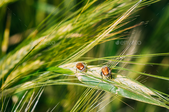 Insects Pest Of Agricultural Crops Grain Beetles On Wheat Ear On ...