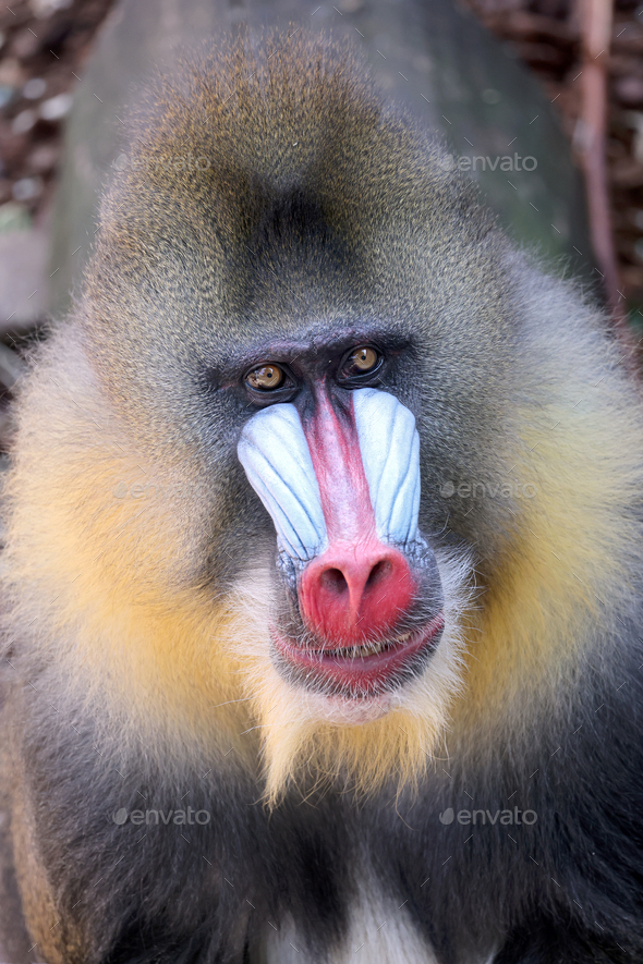 Close up shot of mandrill (Mandrillus sphinx) portrait Stock Photo by ...