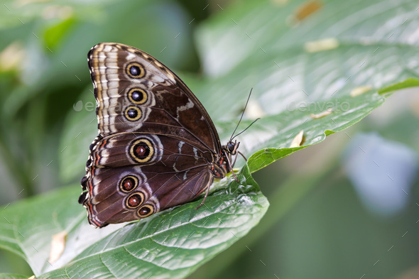 Morpho peleides, the Peleides blue morpho, common morpho or the emperor Stock Photo by Edwin-Butter
