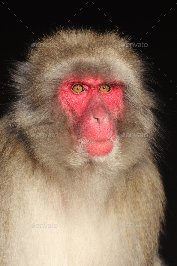 Japanese macaque (Macaca fuscata), also known as the snow monkey Stock Photo by Edwin-Butter