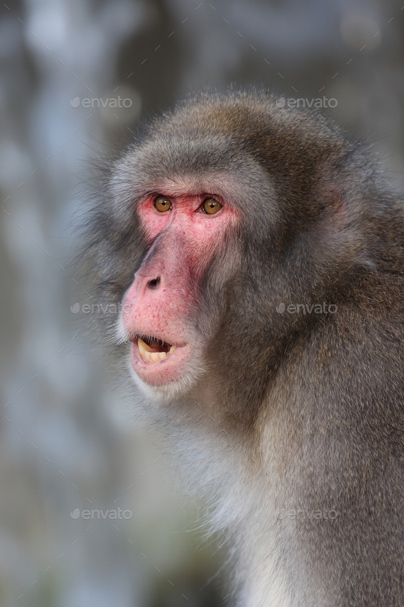 Japanese macaque (Macaca fuscata), also known as the snow monkey Stock ...