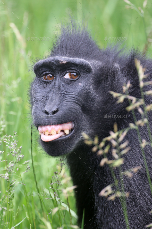 The Celebes crested macaque (Macaca nigra) Stock Photo by Edwin-Butter