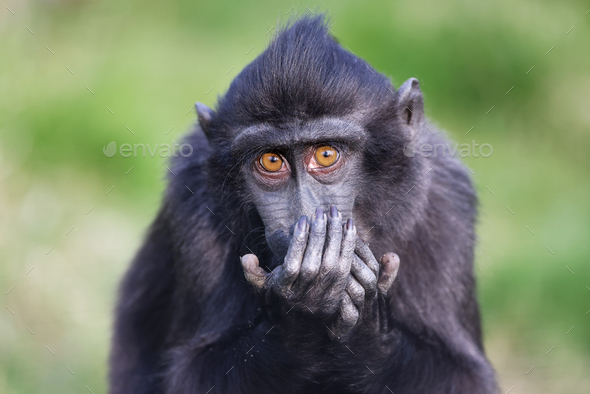 The Celebes crested macaque (Macaca nigra) Stock Photo by Edwin-Butter