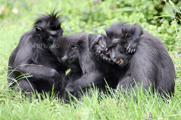 The Celebes crested macaque (Macaca nigra) Stock Photo by Edwin-Butter
