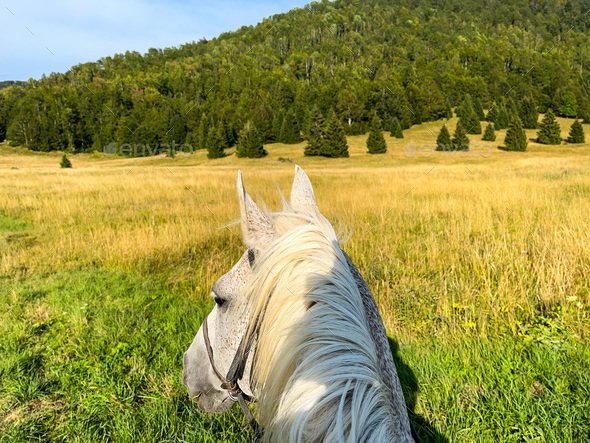 Horse riding in nature Stock Photo by ivanat94 | PhotoDune