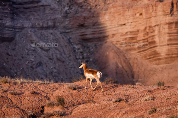 Antelope in the desert during morning sunrise. Stock Photo by edb3_16