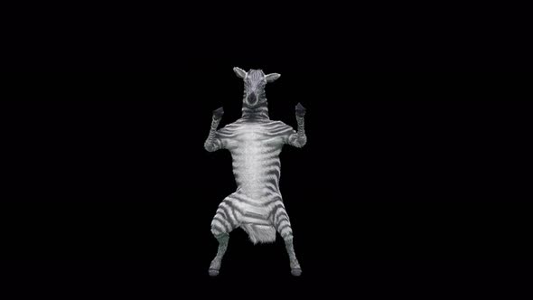 36 Zebra Dancing 4K, Motion Graphics | VideoHive