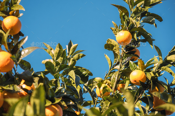 Orange tree full of oranges Stock Photo by Meniphoto | PhotoDune
