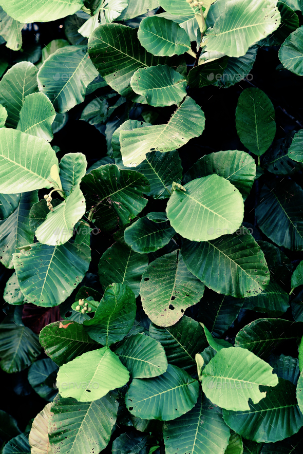 Beautiful Leaves Background For Wallpaper And Backdrop. Stock Photo by ...