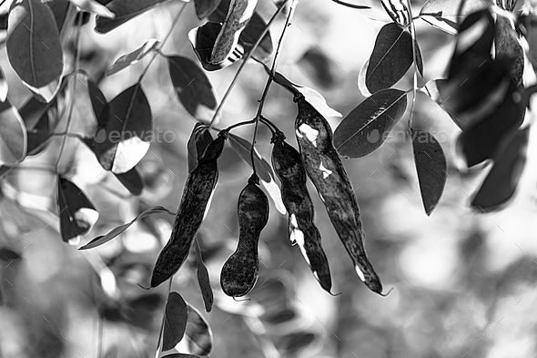 Fruits of acacia. On a branch. Kind of sable. Black and white shot ...