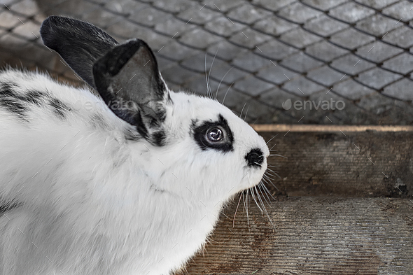 A cute little white rabbit with With black spots and red eyes. Large ...