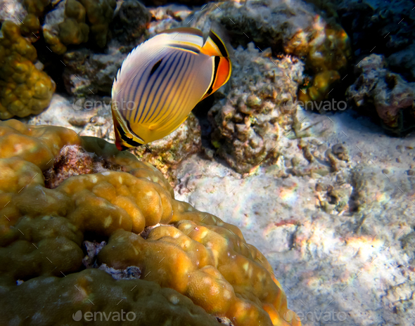 Coral Reef and Tropical Fish in the ocean. Oval Butterflyfish. Stock ...