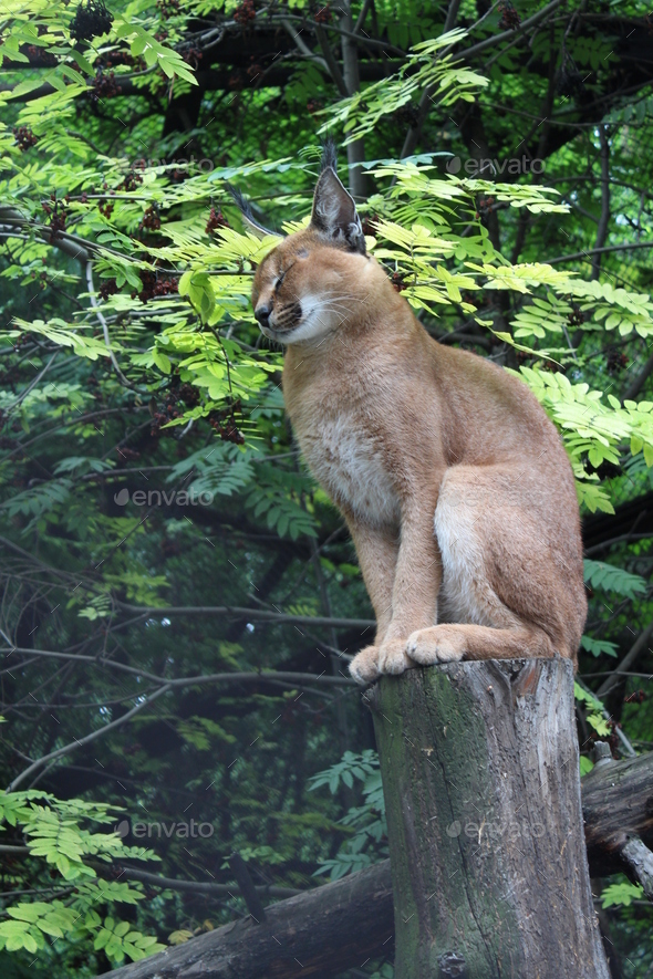 Caracal, Caracal caracal, 6 months old, in front of white background ...