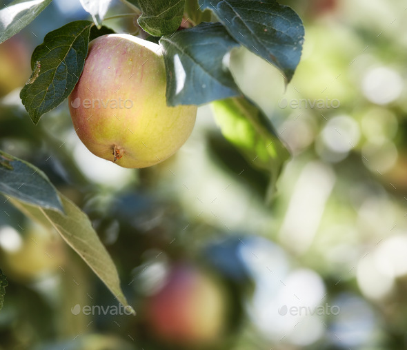 Beautiful apples in my garden. A photo of tasteful and beautiful apples ...