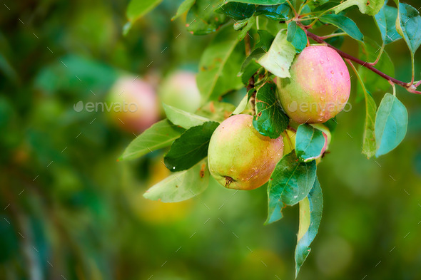 Beautiful apples in my garden. A photo of tasteful and beautiful apples ...
