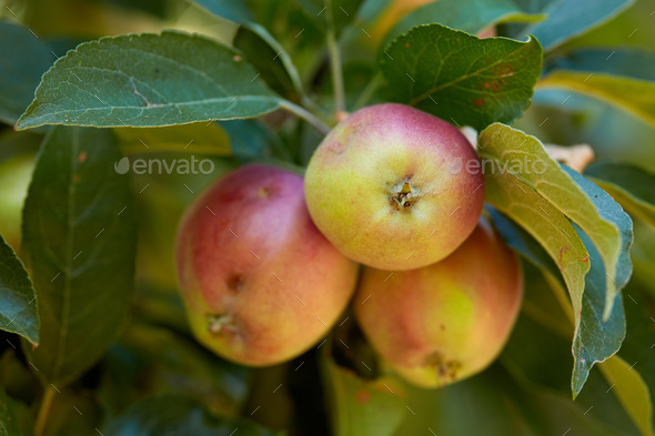 Beautiful apples in my garden. A photo of tasteful and beautiful apples ...
