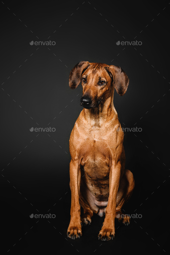 Beautiful Rhodesian Ridgeback dog portrait on a black background Stock ...