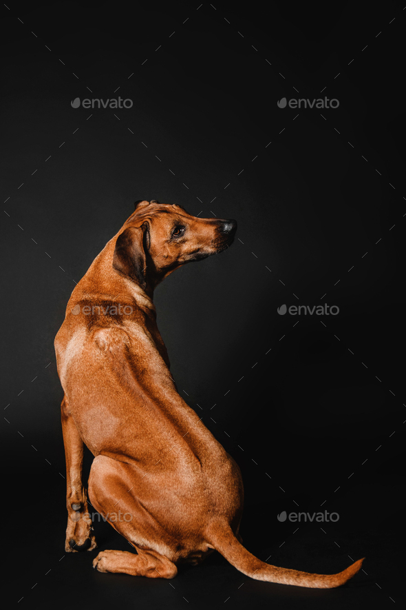 Beautiful Rhodesian Ridgeback dog portrait on a black background Stock ...