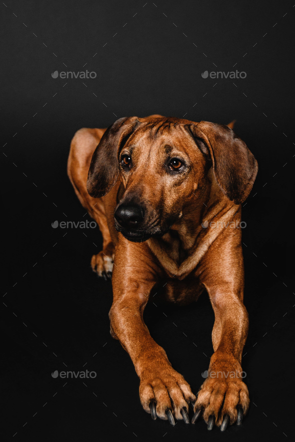 Beautiful Rhodesian Ridgeback dog portrait on a black background Stock ...