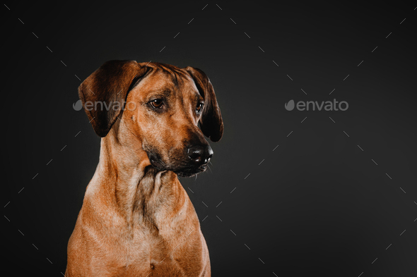 Beautiful Rhodesian Ridgeback dog portrait on a black background Stock ...