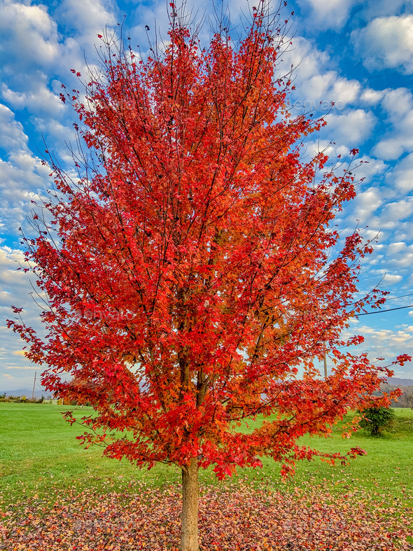 Colorful tree in autumn Stock Photo by hokietim | PhotoDune