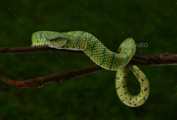 Close up of Tropidolaemus subannulatus, Bornean keeled green pit viper ...