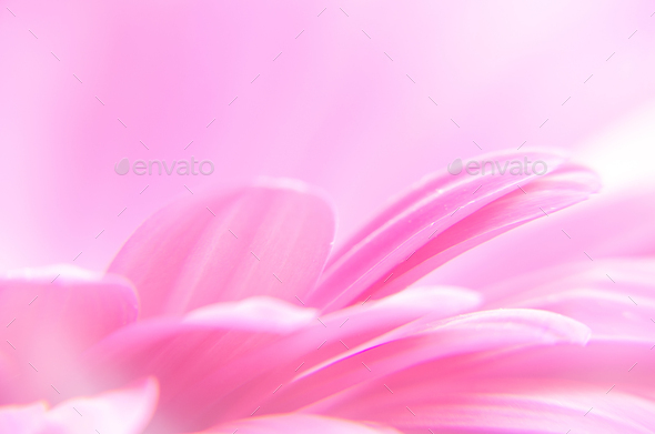 Gerber flower defocused close up, macro soft focus background ...